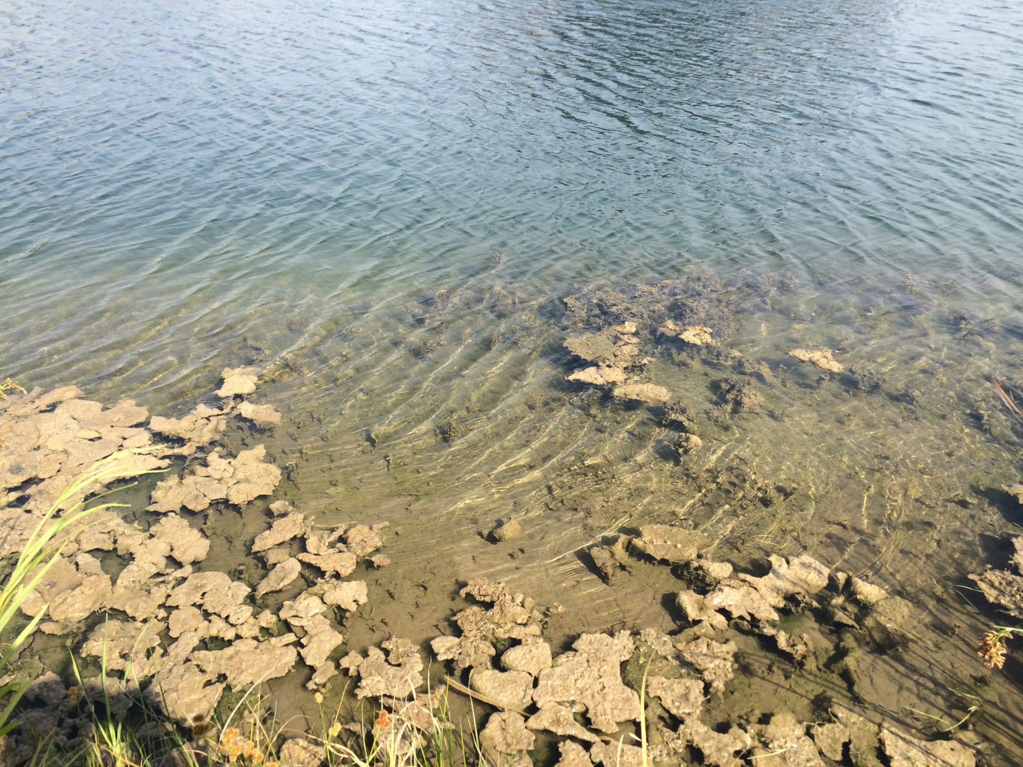 How to control different types of algae - Wisconsin Lake & Pond